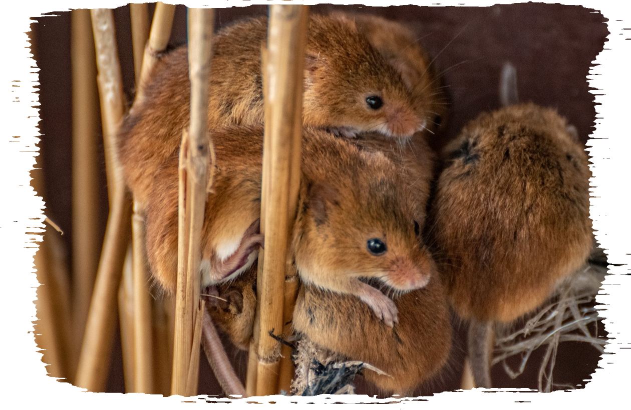Invasieve soorten in Europa – Faunapark Flakkee